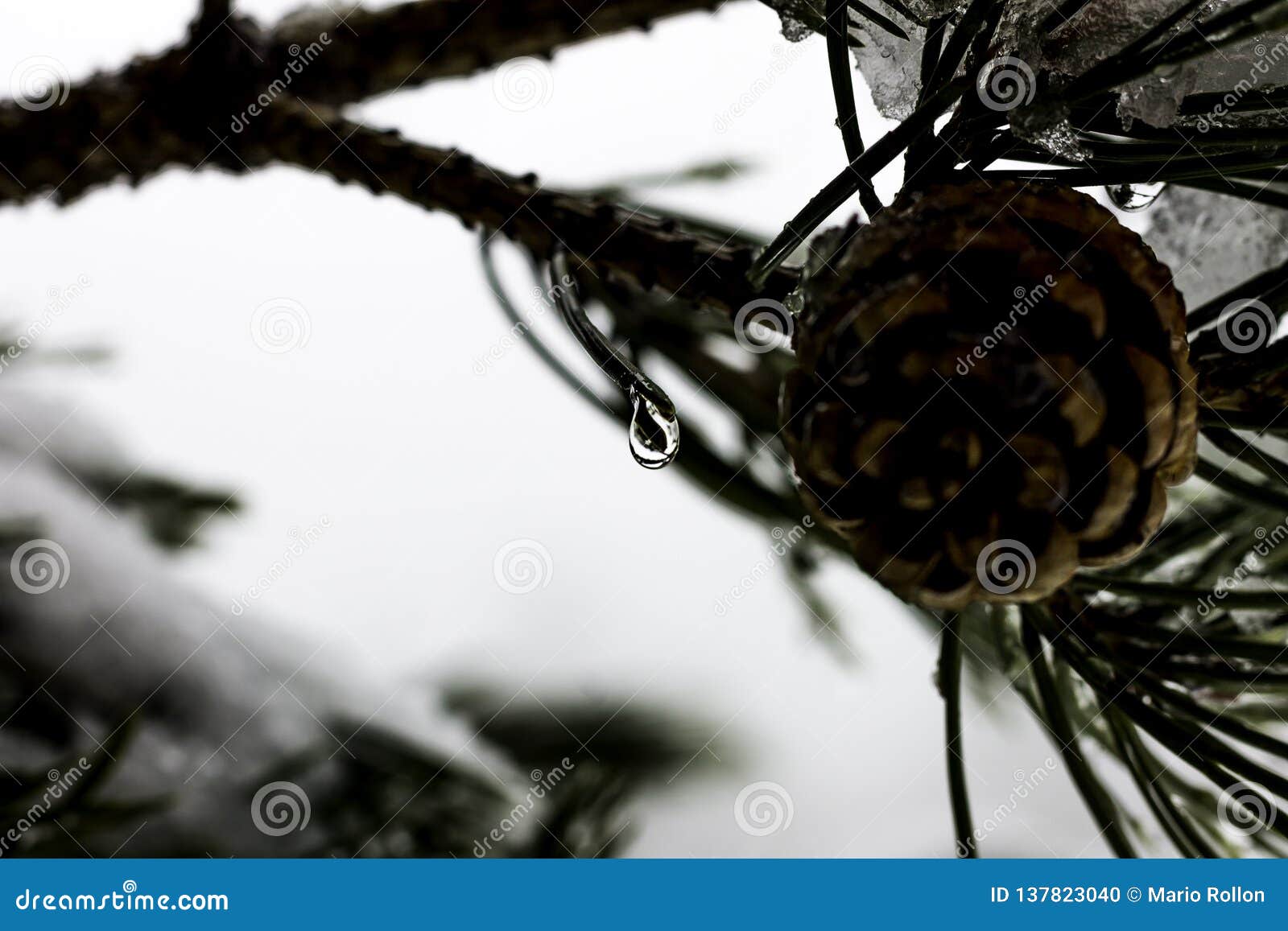 Snow thaw in a frozen tree stock photo. Image of freeze - 137823040