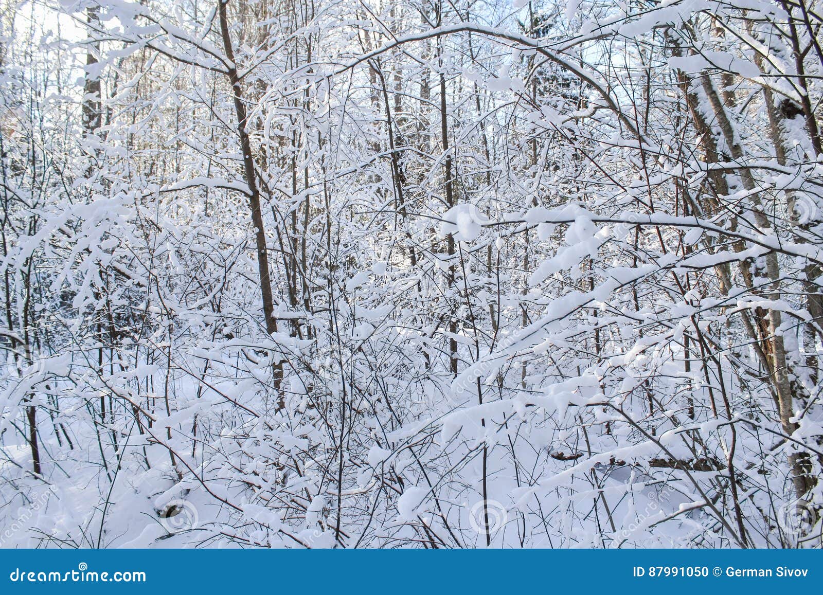 Snow is on the Thin Branches. Stock Photo - Image of forest, frost ...