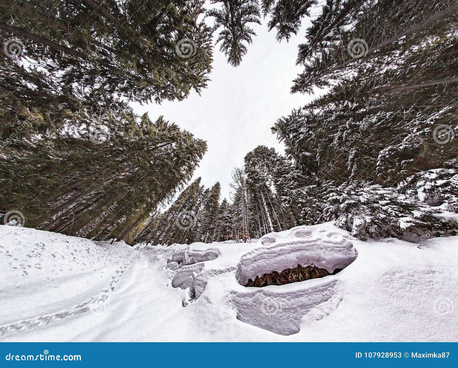 Snow Toad in the forest stock image. Image of road, snowing - 107928953