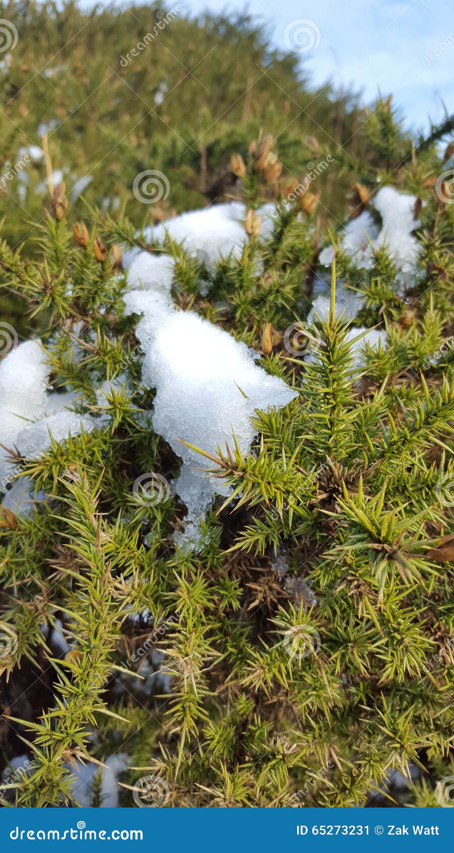 Snow topped bush stock image. Image of green, bush, cold - 65273231
