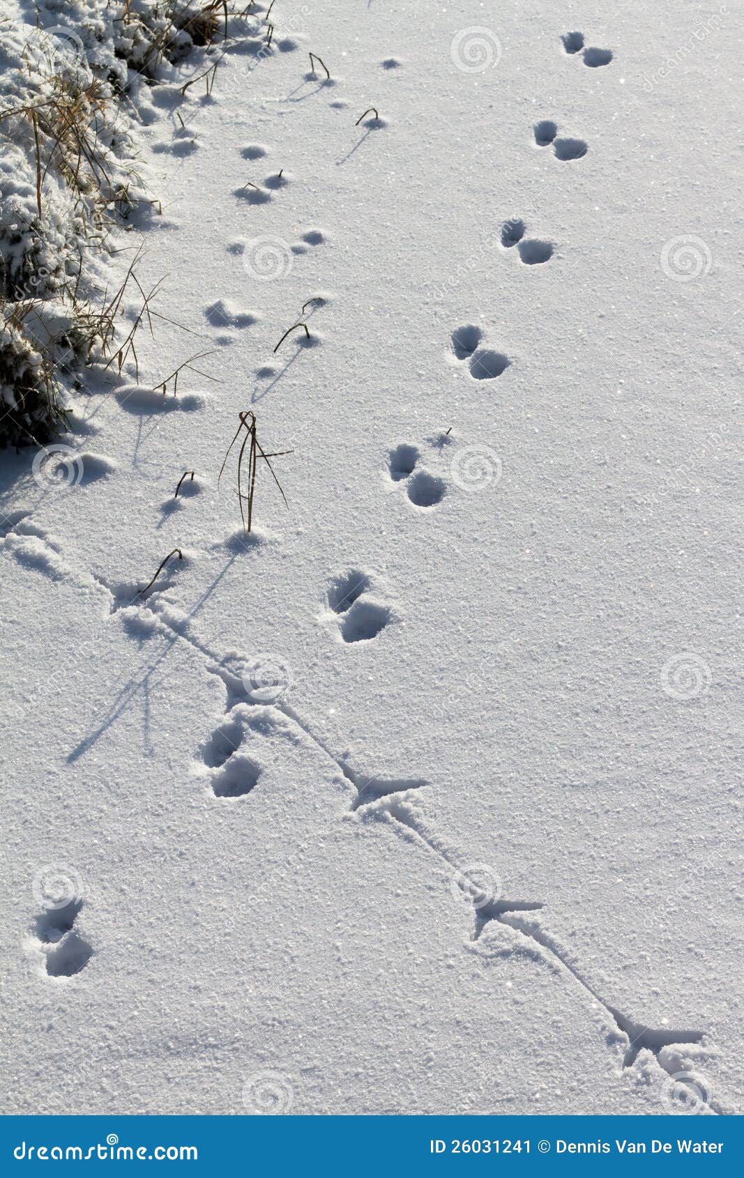 Snow tracking stock image. Image of sunny, landscape - 26031241