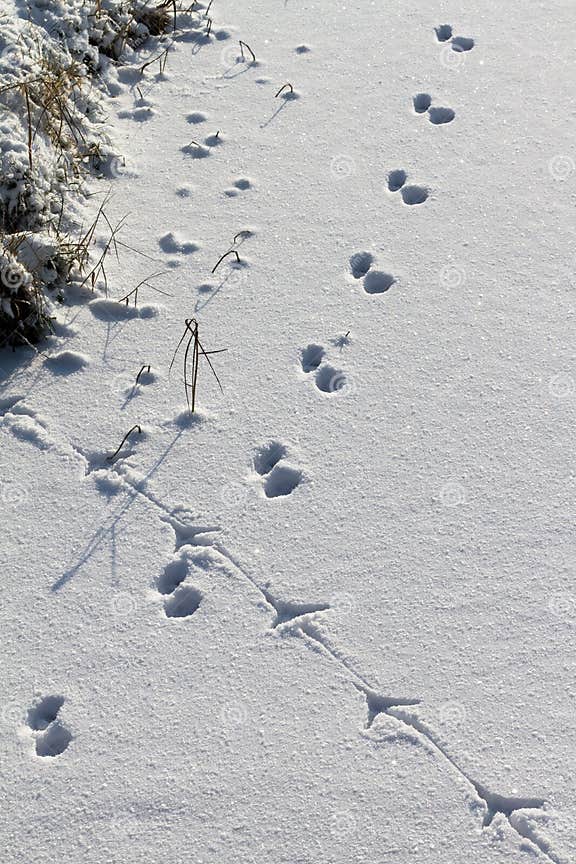 Snow tracking stock image. Image of sunny, landscape - 26031241