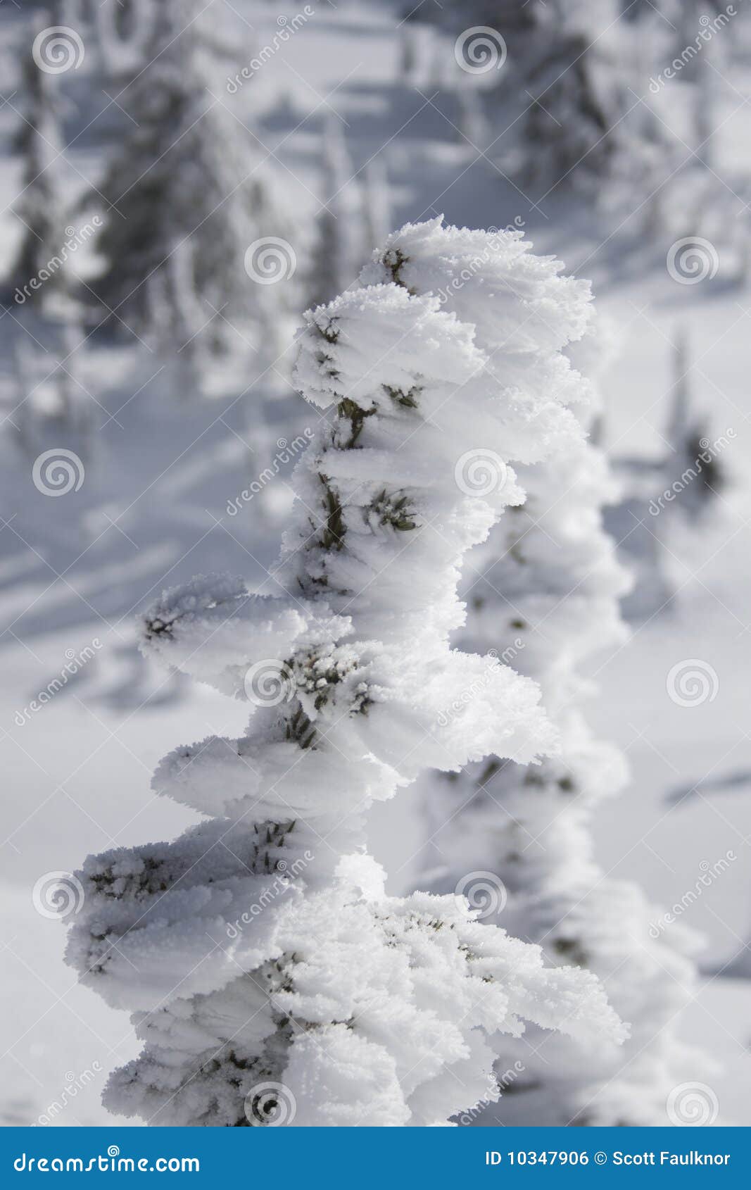 Snow tree stock photo. Image of canada, crusty, snow - 10347906