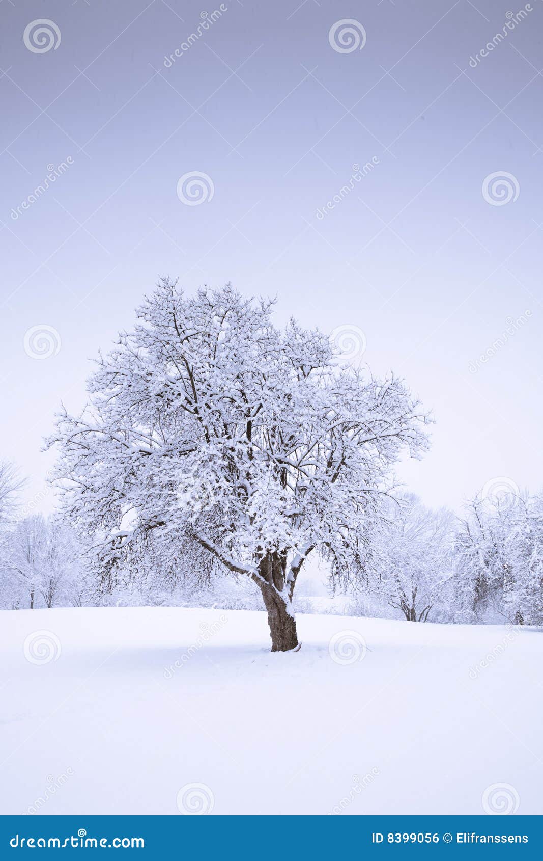 Snow tree stock photo. Image of chill, frost, frosty, nature - 8399056