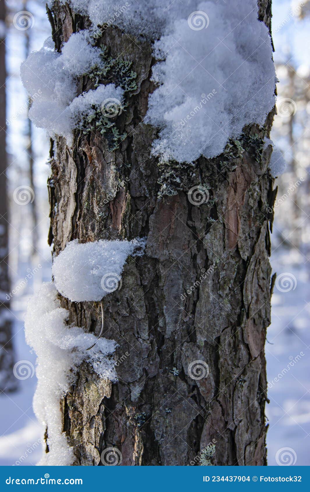 Snow Tree Bark. Beautiful Texture Stock Photo - Image of rough, copy ...