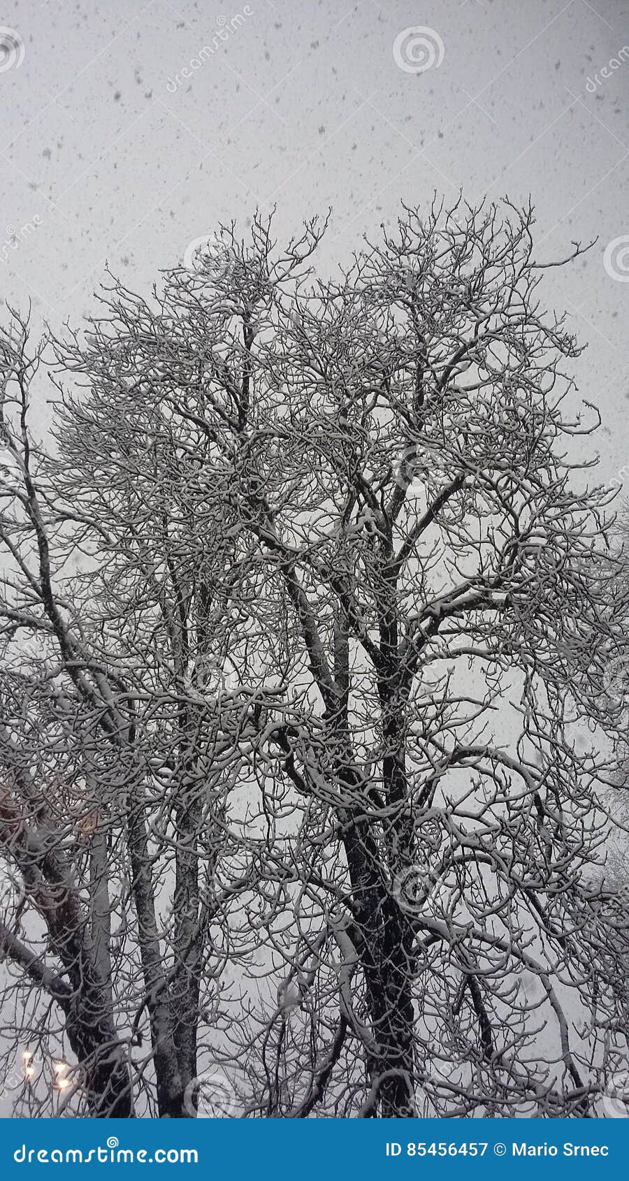 Snow tree stock image. Image of forest, snowflakes, snowflake - 85456457