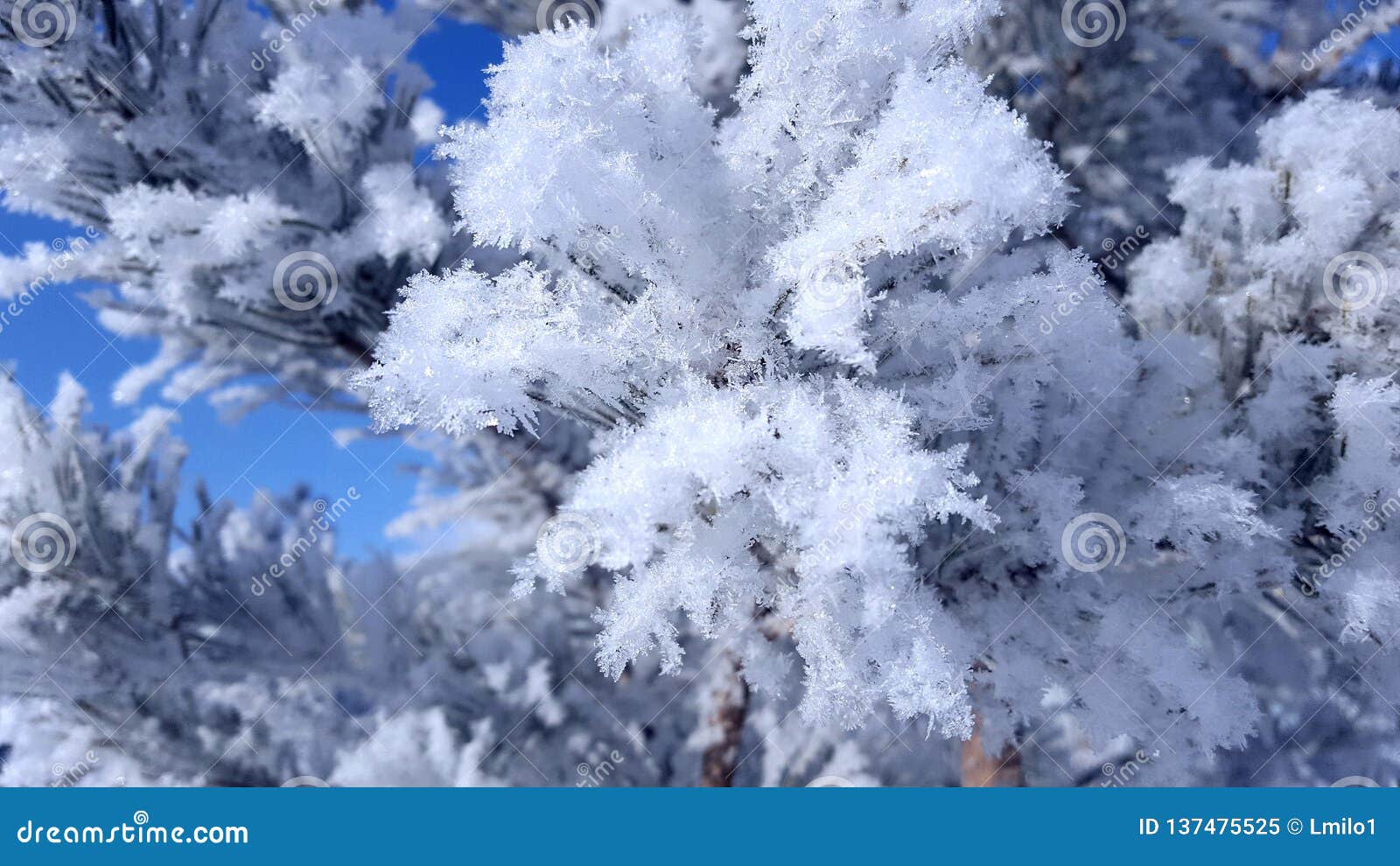 Snow Tree on Blue Background Stock Image - Image of branches, siberian ...