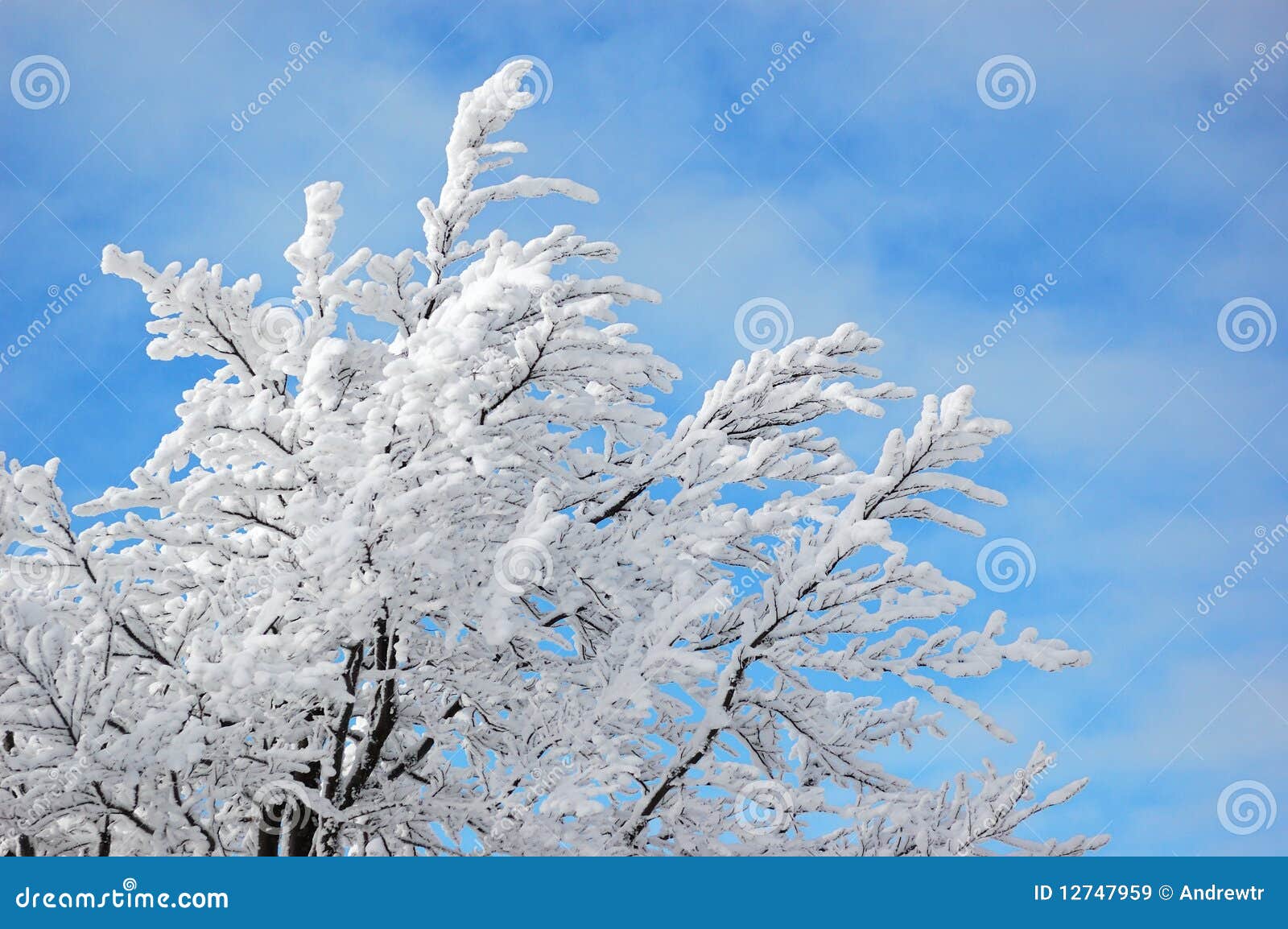 Snow tree on blue sky stock image. Image of walking, closeup - 12747959