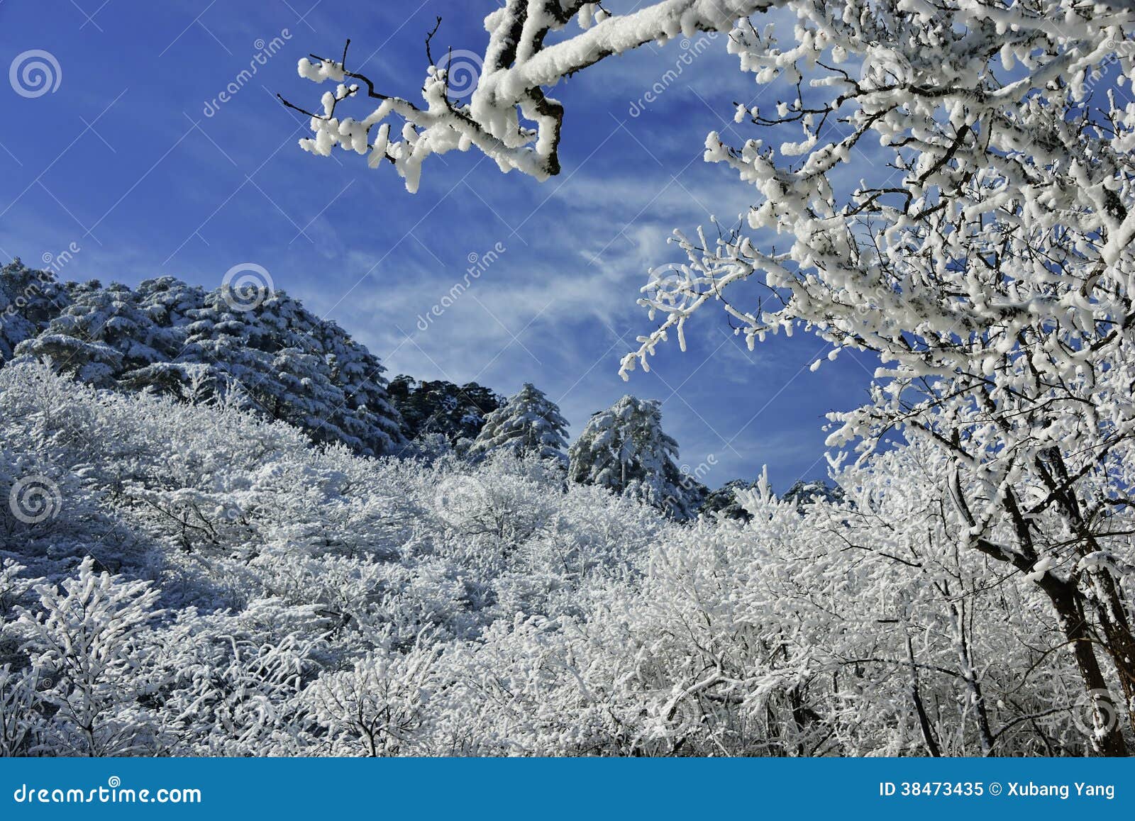 Snow tree on blue sky stock image. Image of closeup, fresh - 38473435