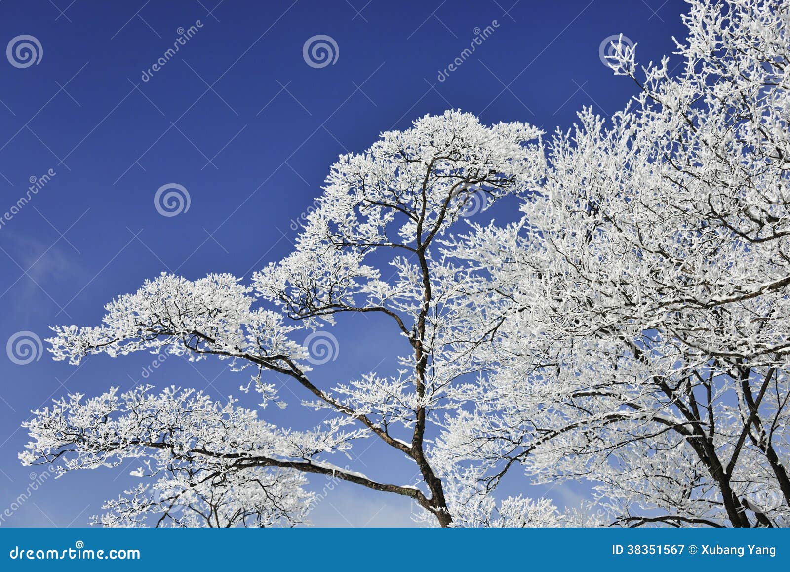 Snow tree on blue sky stock image. Image of trees, weather - 38351567
