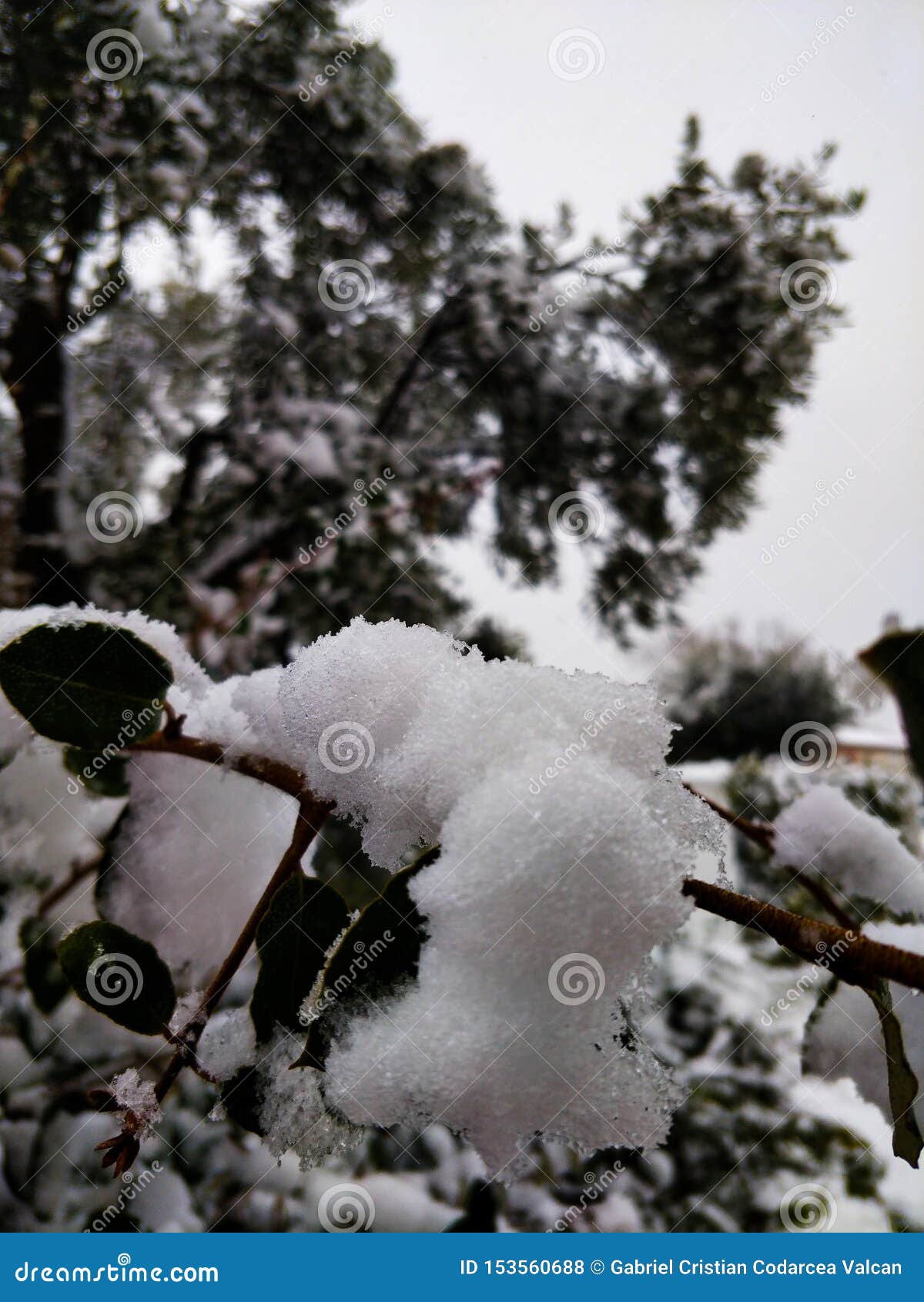 Snow on tree branch stock photo. Image of light, calm - 153560688