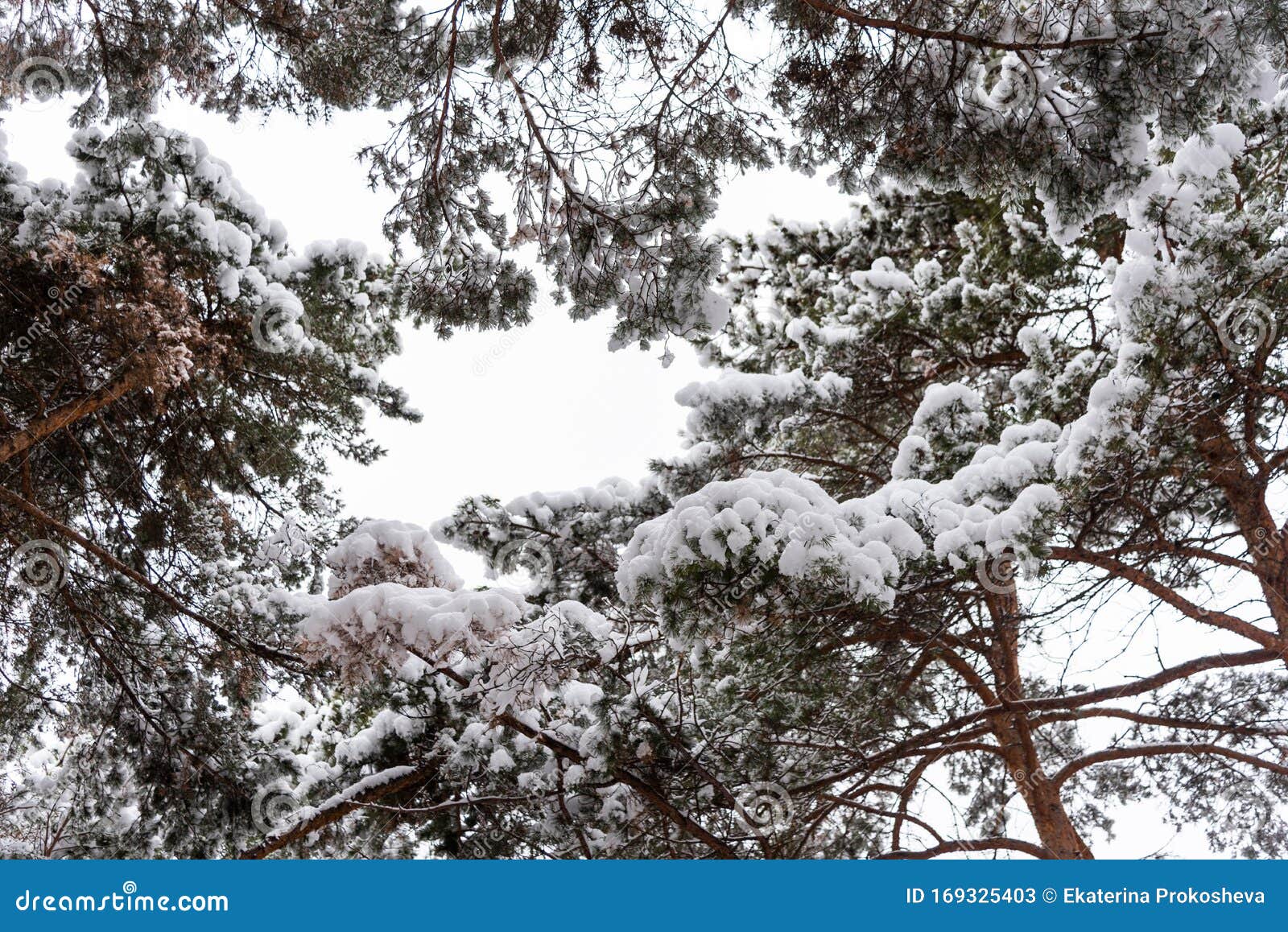 Snow on a tree branch stock image. Image of pine, closeup - 169325403
