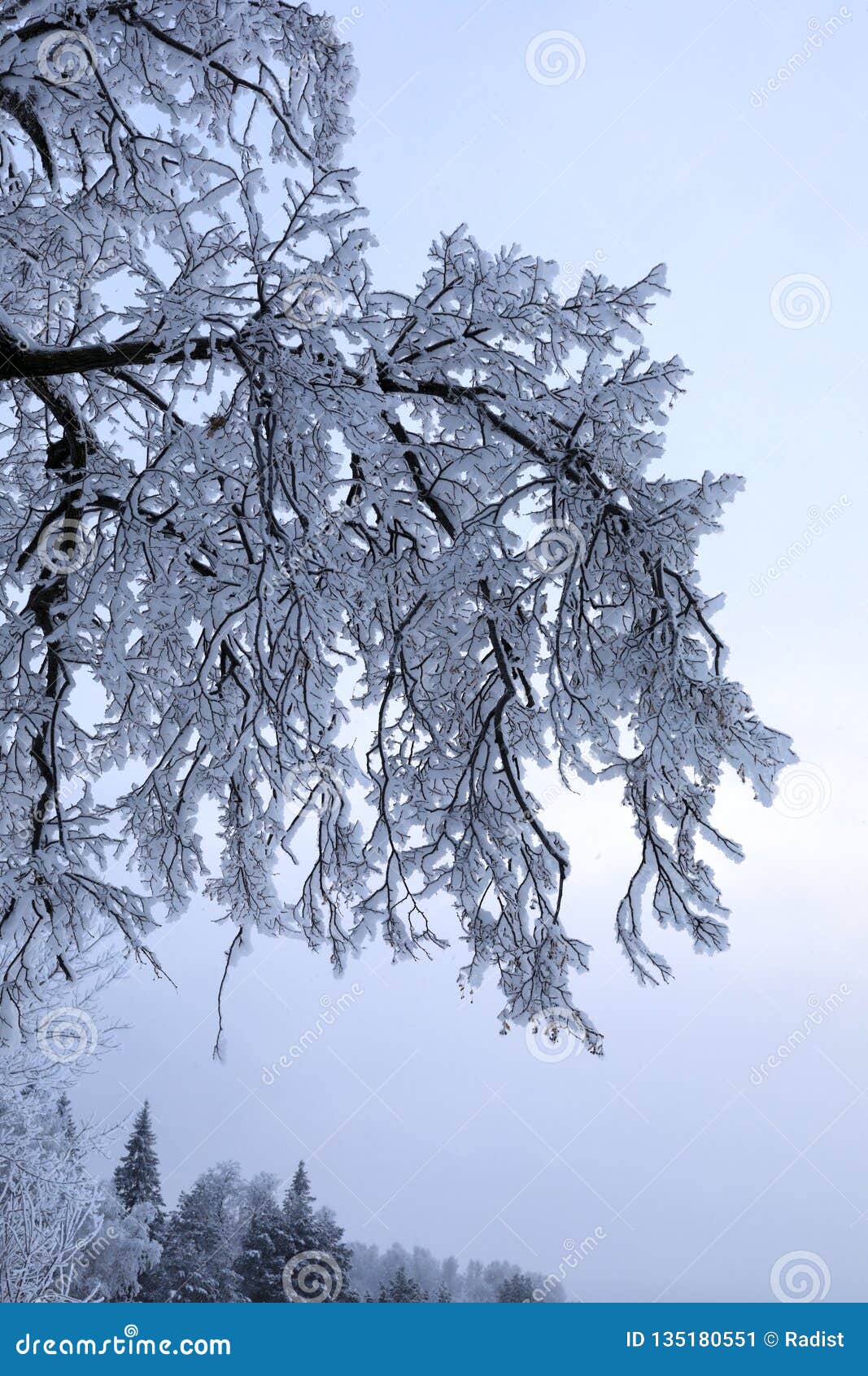Snow tree branch stock image. Image of plant, decoration - 135180551