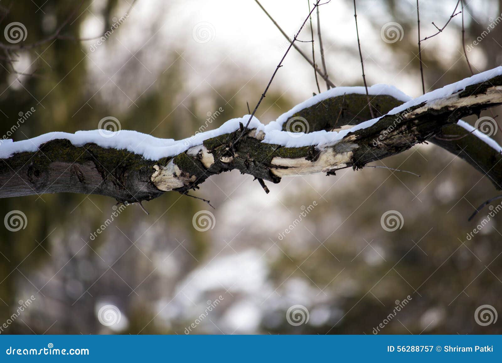 Snow on a tree branch stock image. Image of branch, frozen - 56288757