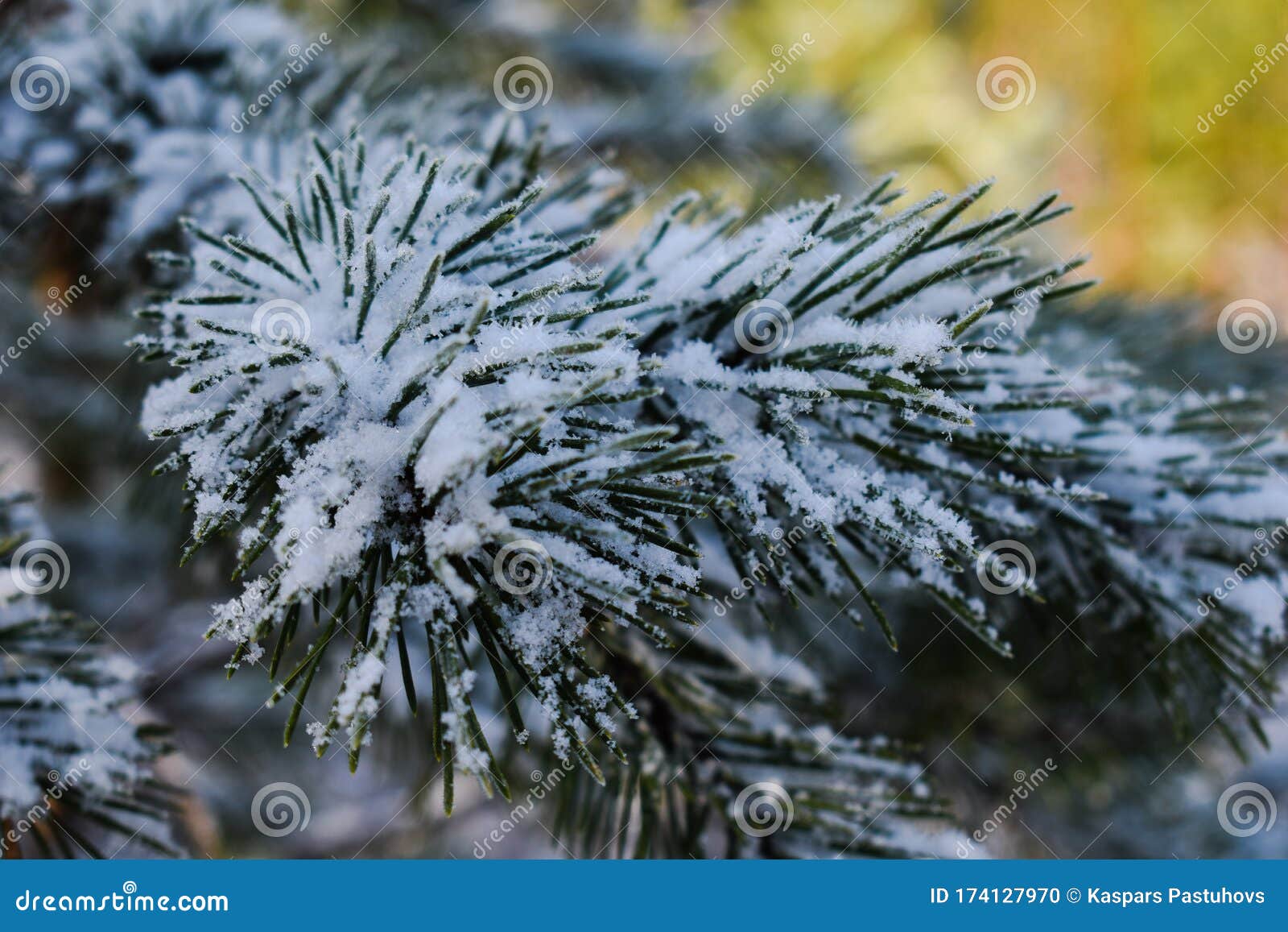Beautiful Snow on a Tree Branch in Nature Stock Photo - Image of nature ...
