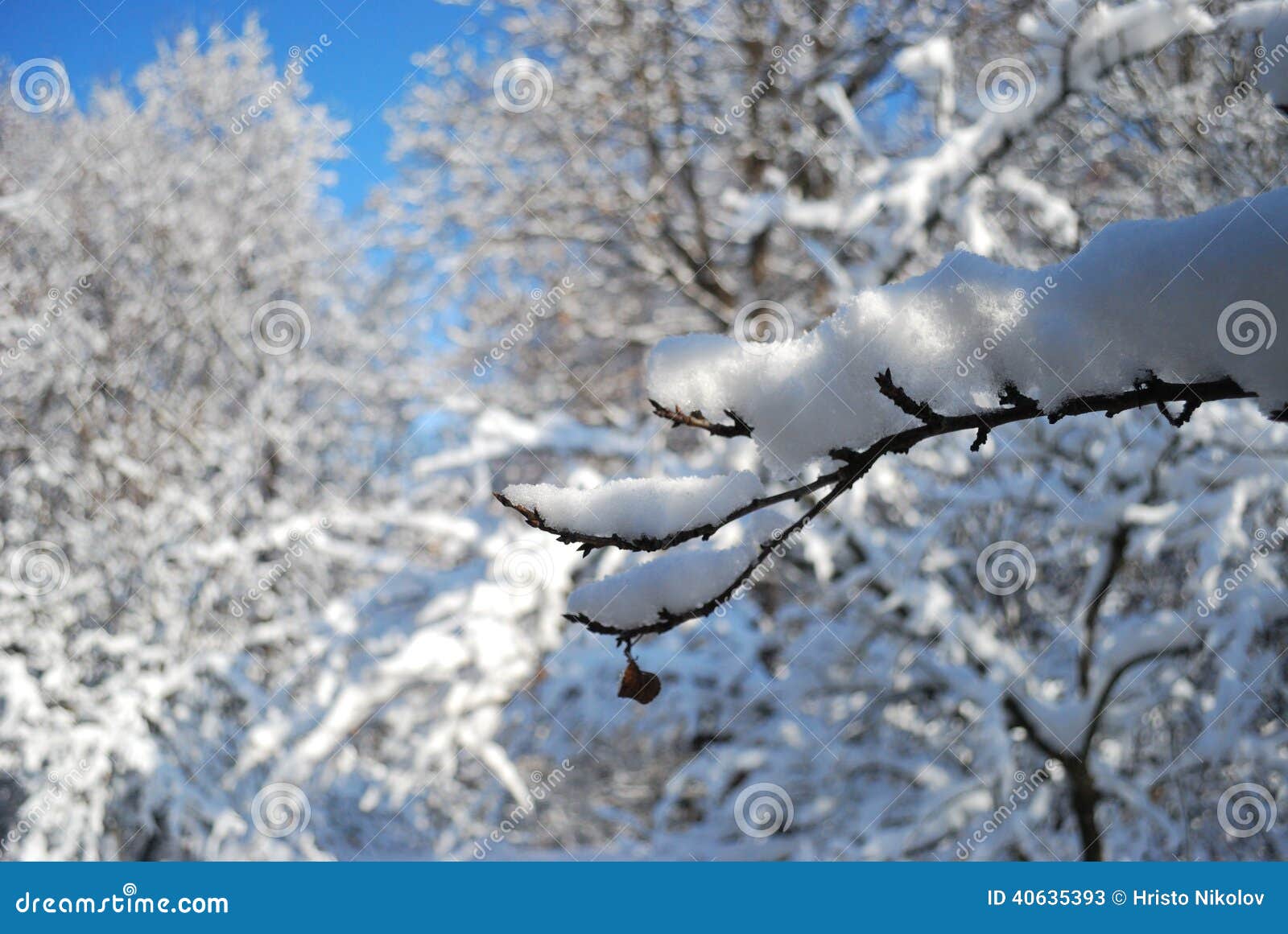 Snow on tree branch. stock image. Image of silence, branch - 40635393