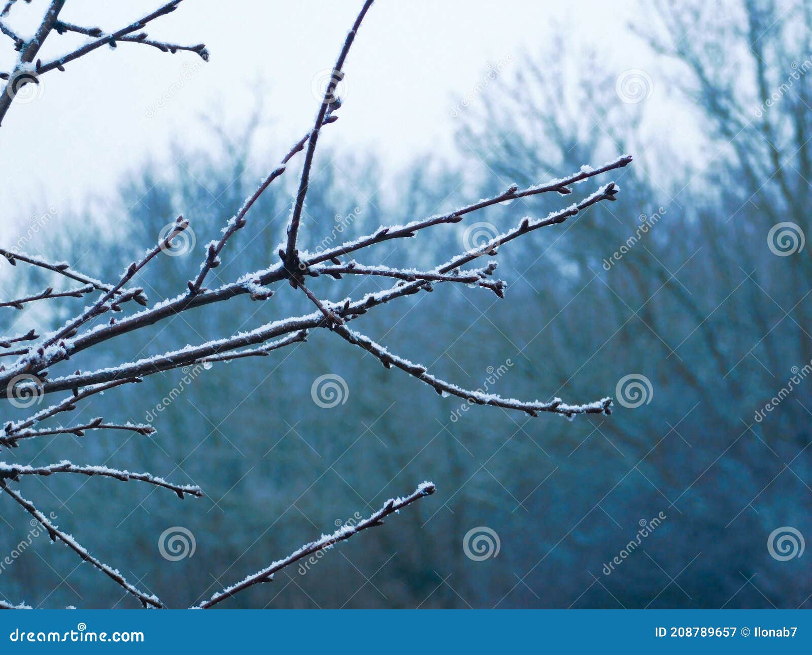 Snow and tree branch stock image. Image of winter, branch - 208789657