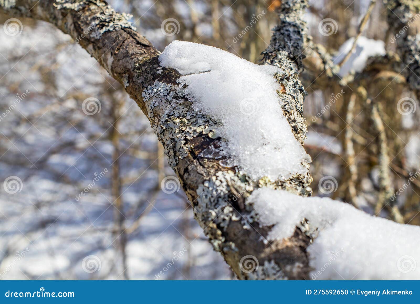 Snow on a Tree Branch in Winter Stock Photo - Image of branch, nature ...