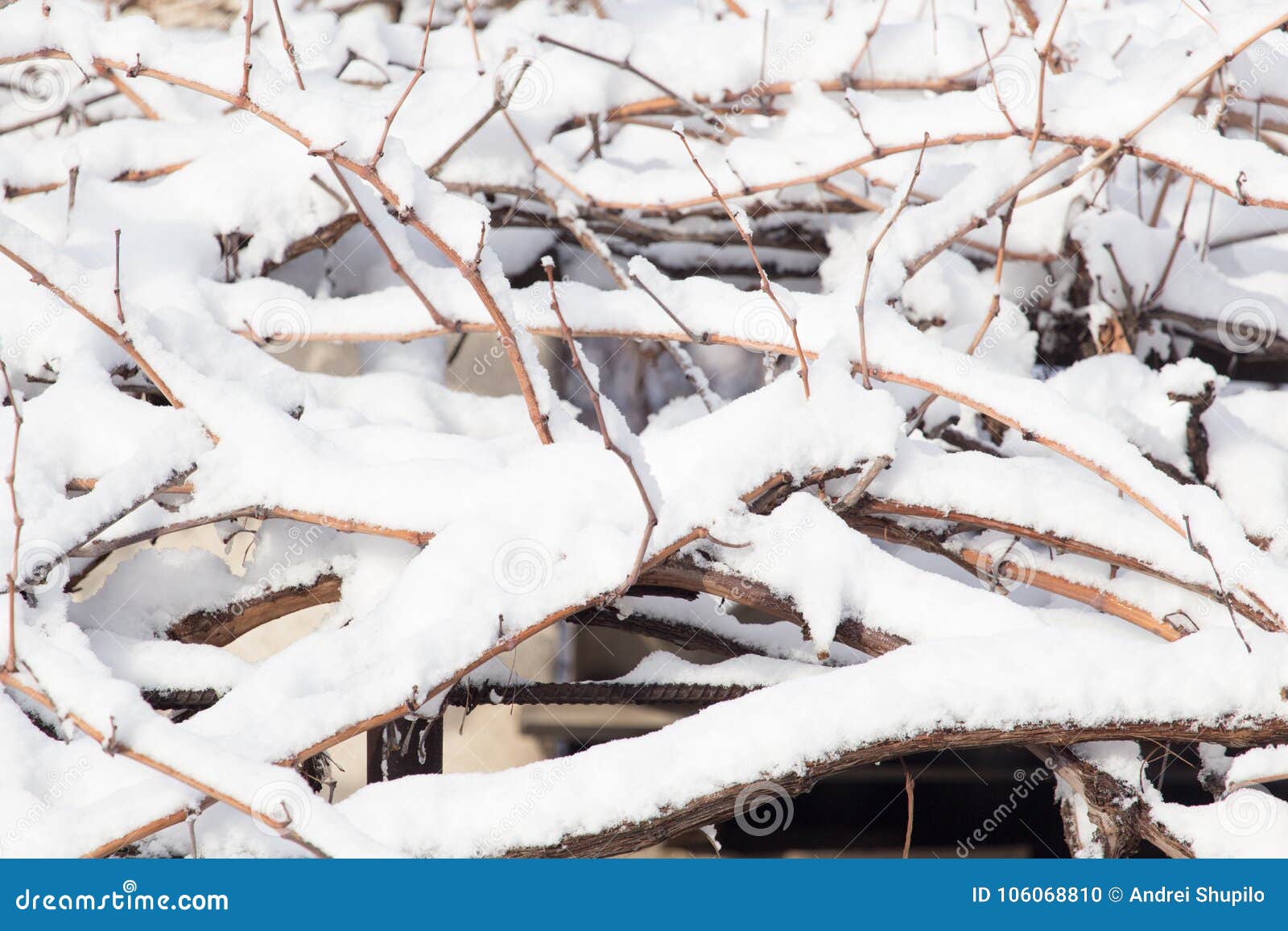 Snow on tree branches stock photo. Image of park, birch - 106068810