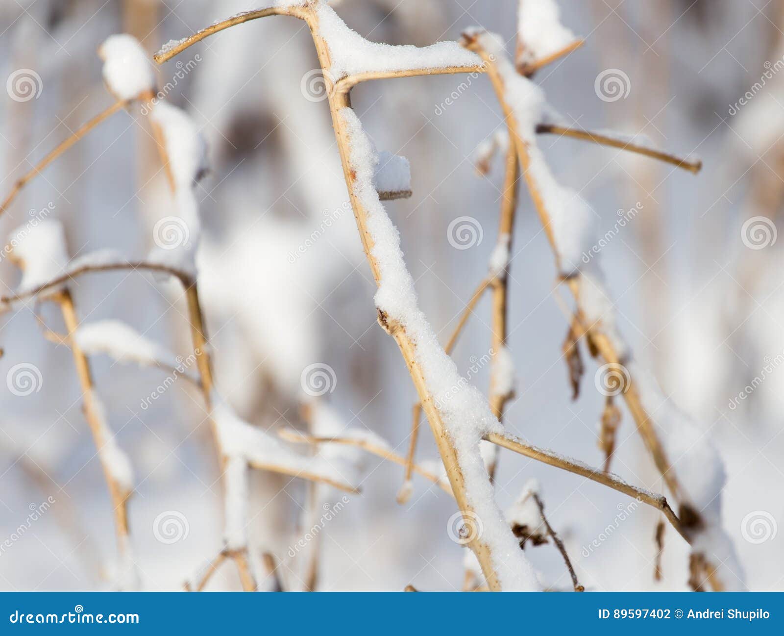 Snow on tree branches stock photo. Image of beauty, outdoor - 89597402