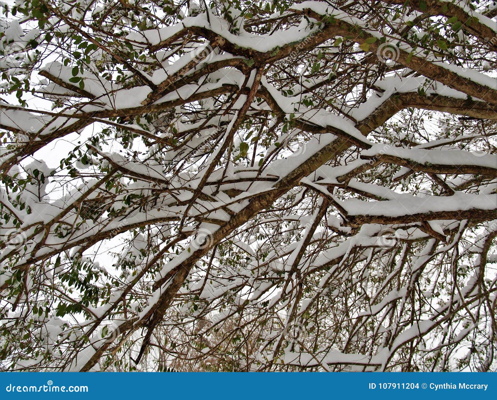 Snow on Tree Branches stock photo. Image of precipitation - 107911204