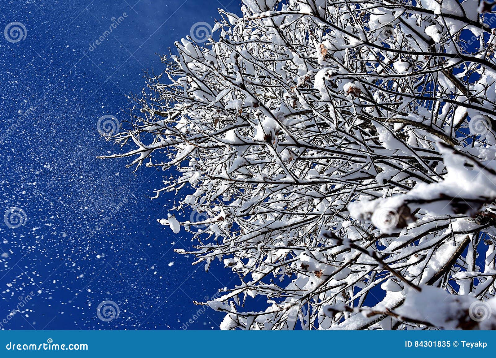 Snow on tree branches stock image. Image of skies, branches - 84301835
