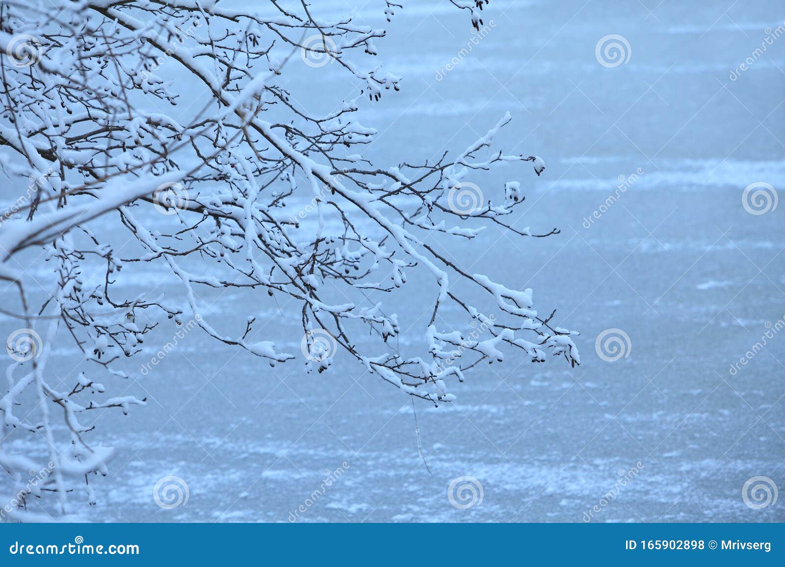 Snow on the tree branches stock photo. Image of scenic - 165902898