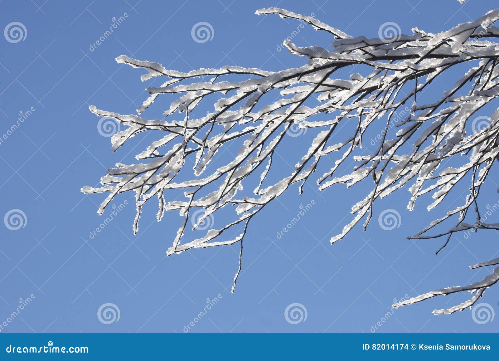 Snow on Tree Branches. Winter Nature Stock Photo - Image of branch ...