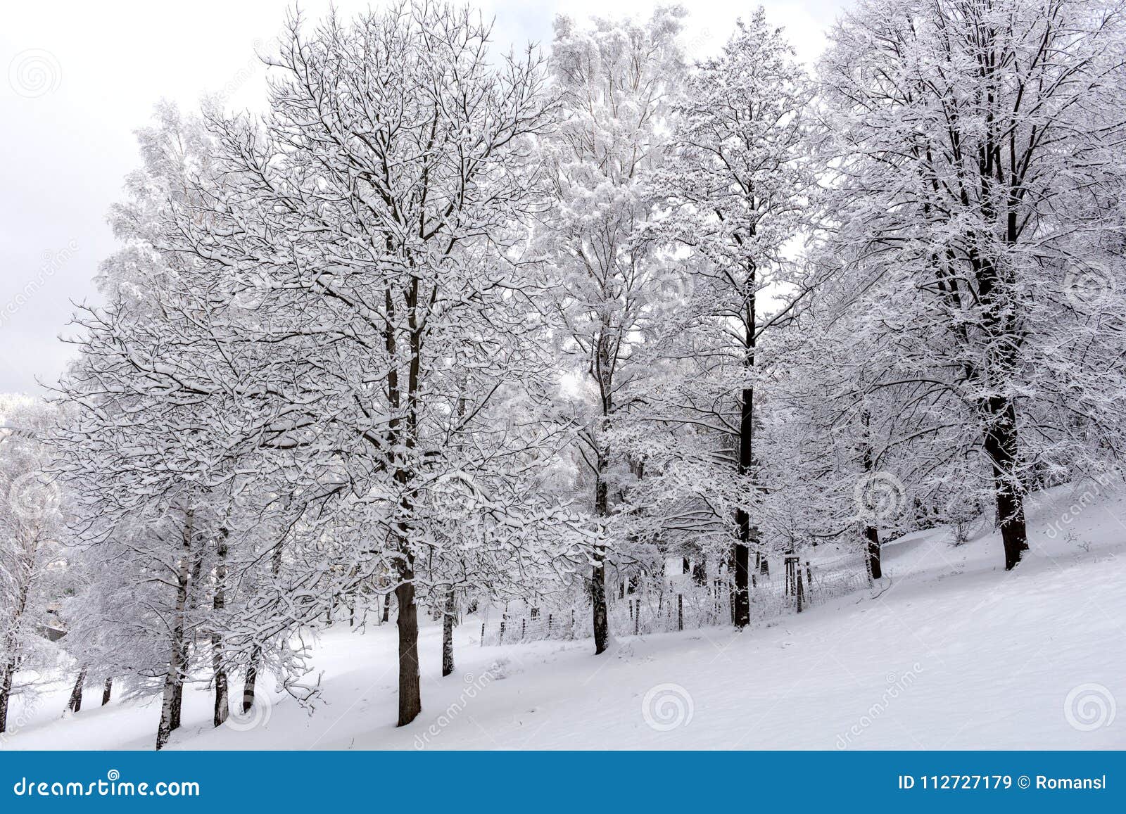 Snow on the Tree Branches. Winter View of Trees Covered with Snow. the ...