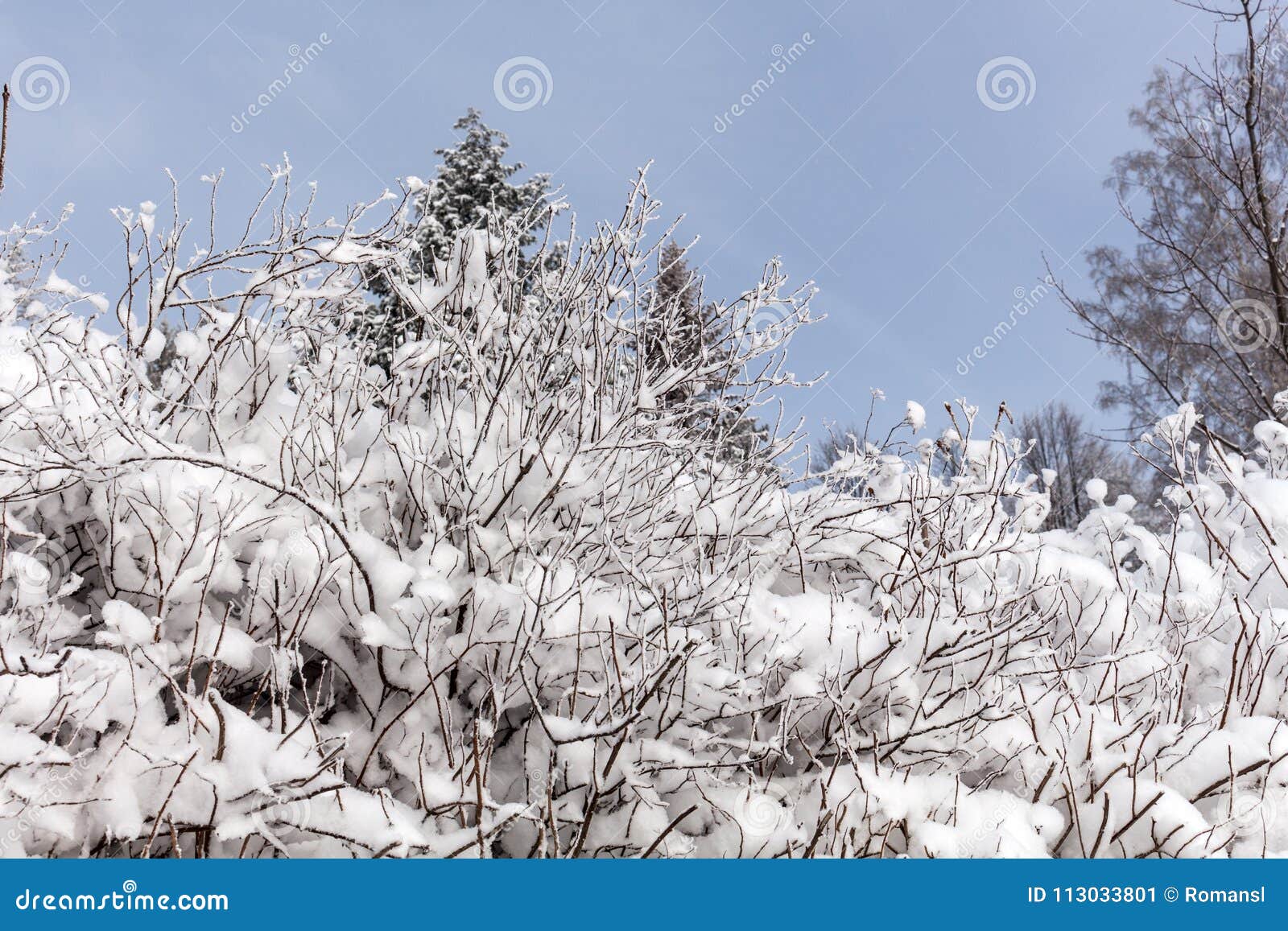 Snow on the Tree Branches. Winter View of Trees Covered with Snow. the ...