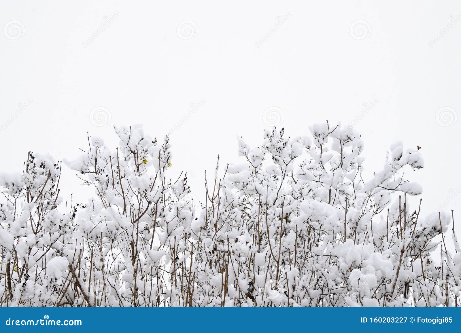 Snow on the Branches. Winter View of Trees Covered with Snow. the ...