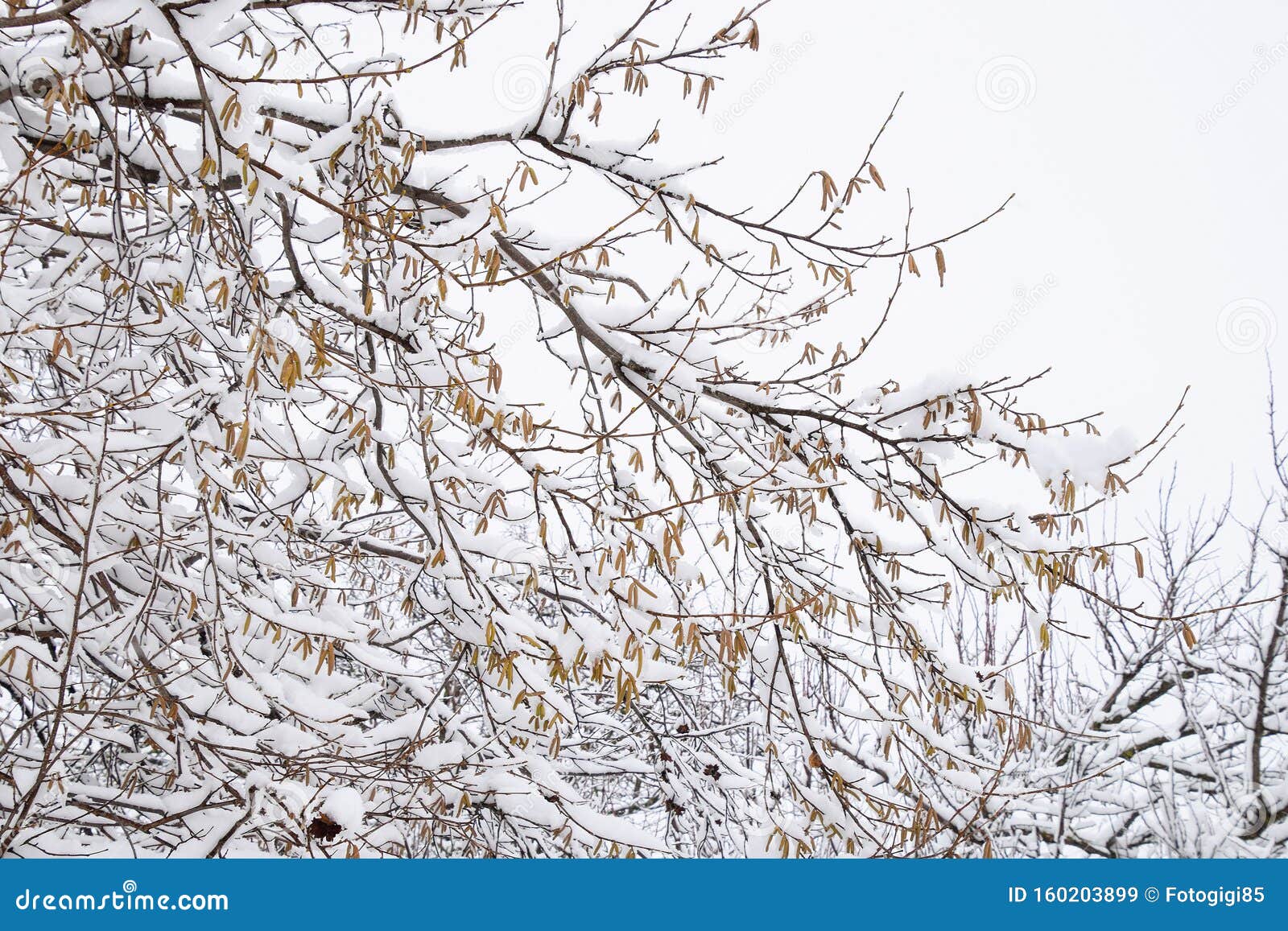 Snow on the Branches. Winter View of Trees Covered with Snow. the ...