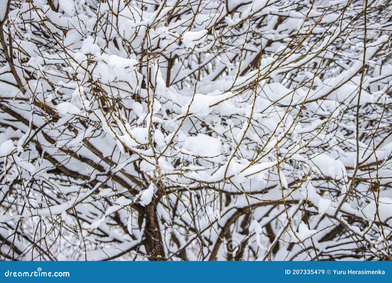 Snow on the Tree Branches. Winter View of Trees Covered with Snow. the ...