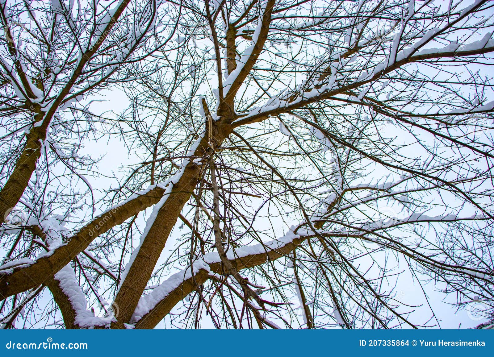 Snow on the Tree Branches. Winter View of Trees Covered with Snow. the ...