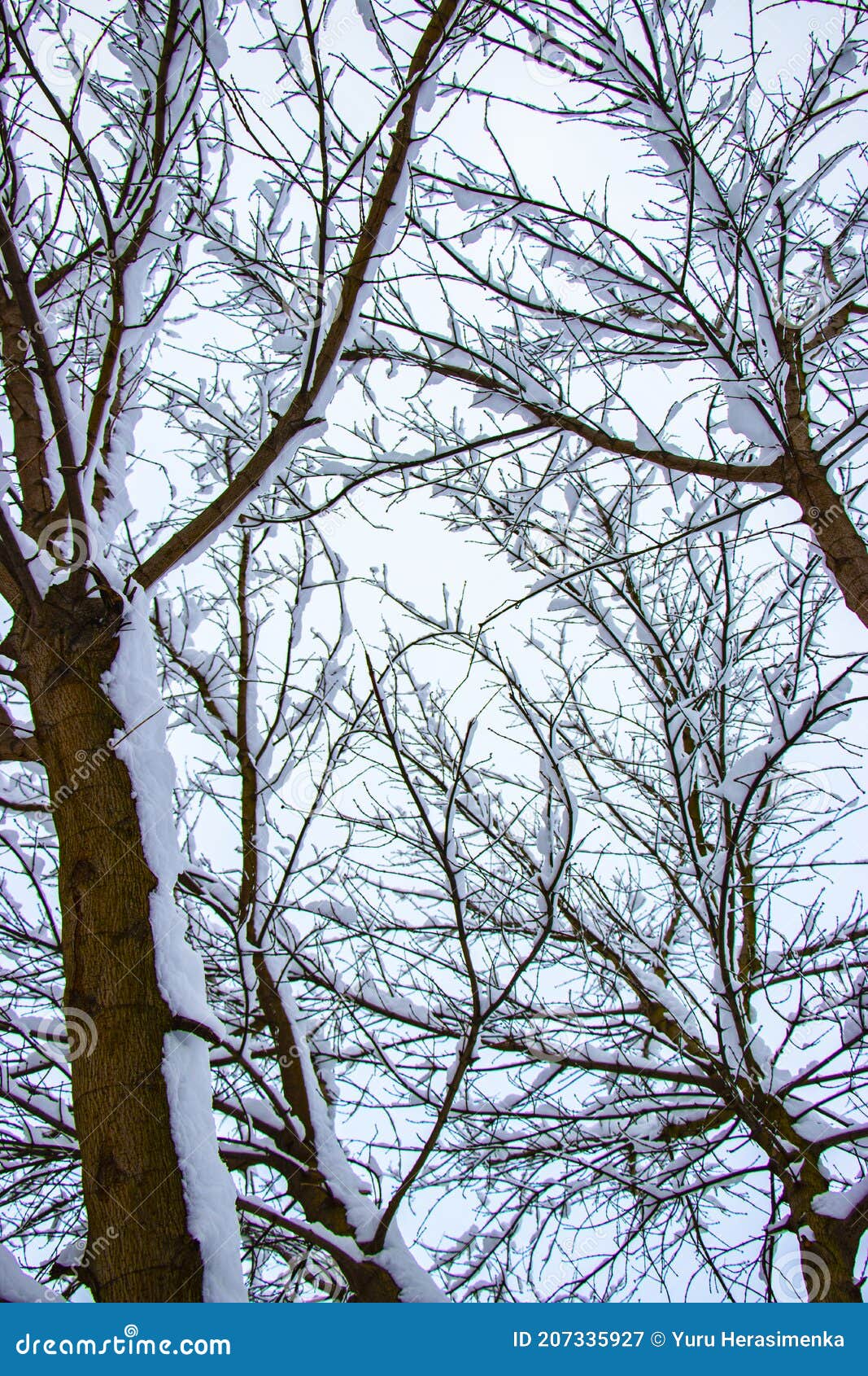 Snow on the Tree Branches. Winter View of Trees Covered with Snow. the ...