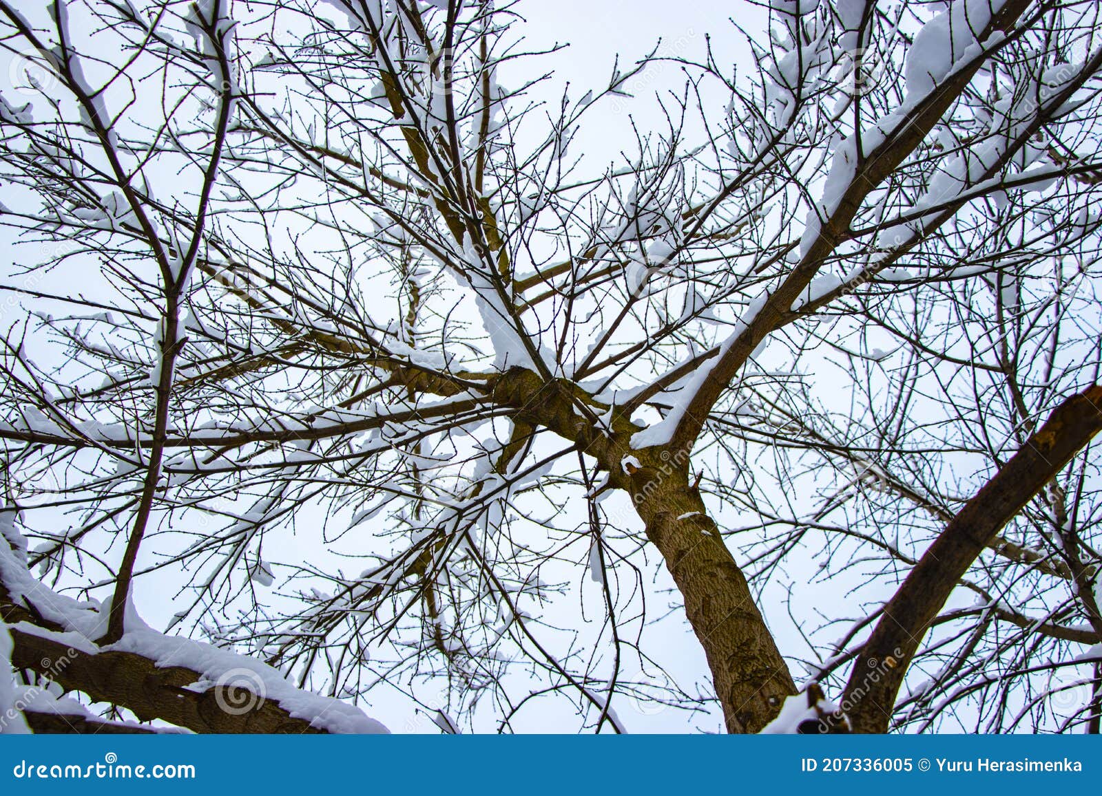 Snow on the Tree Branches. Winter View of Trees Covered with Snow. the ...