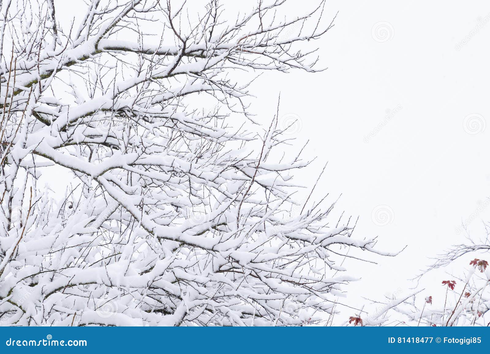 Snow on the Tree Branches. Winter View of Trees Covered with Snow. the ...