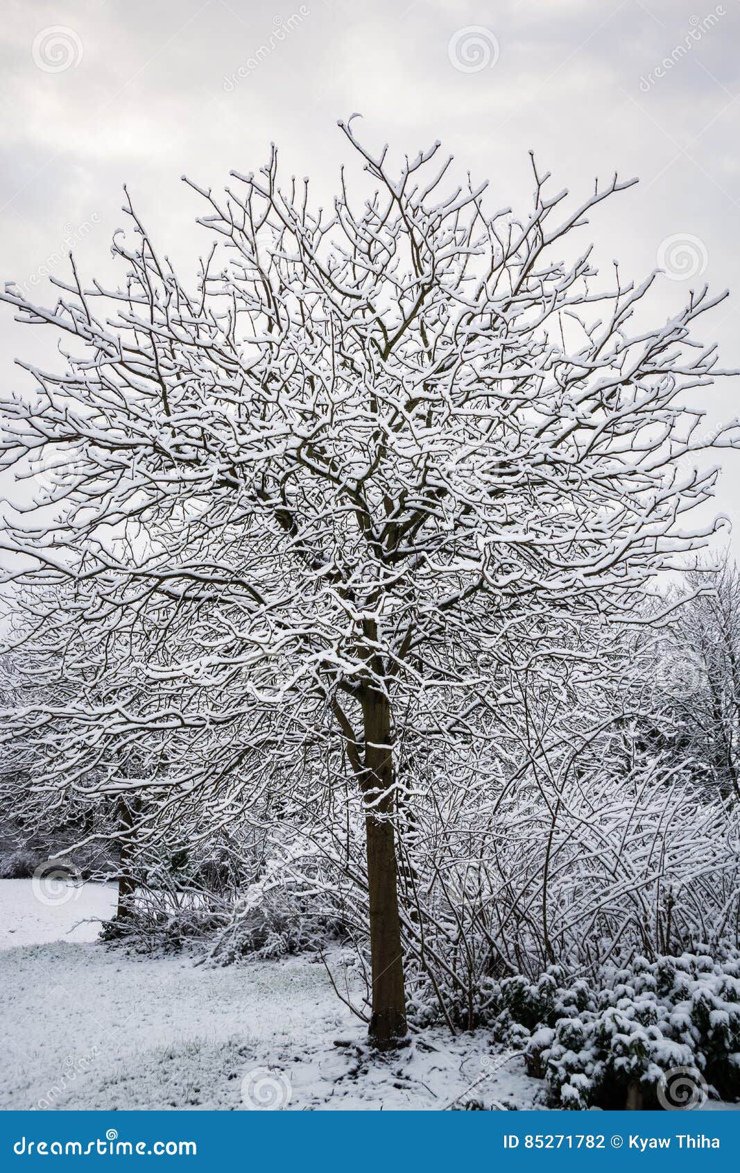 Snow on Tree Brunches in UK Winter - Vertical Stock Photo - Image of ...