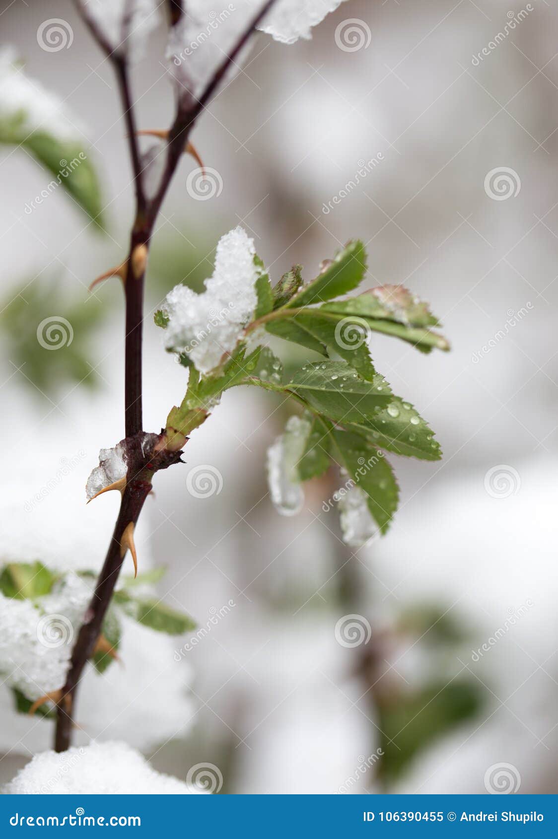 Snow on Tree Leaves in Spring Stock Image - Image of snow, interdiction ...
