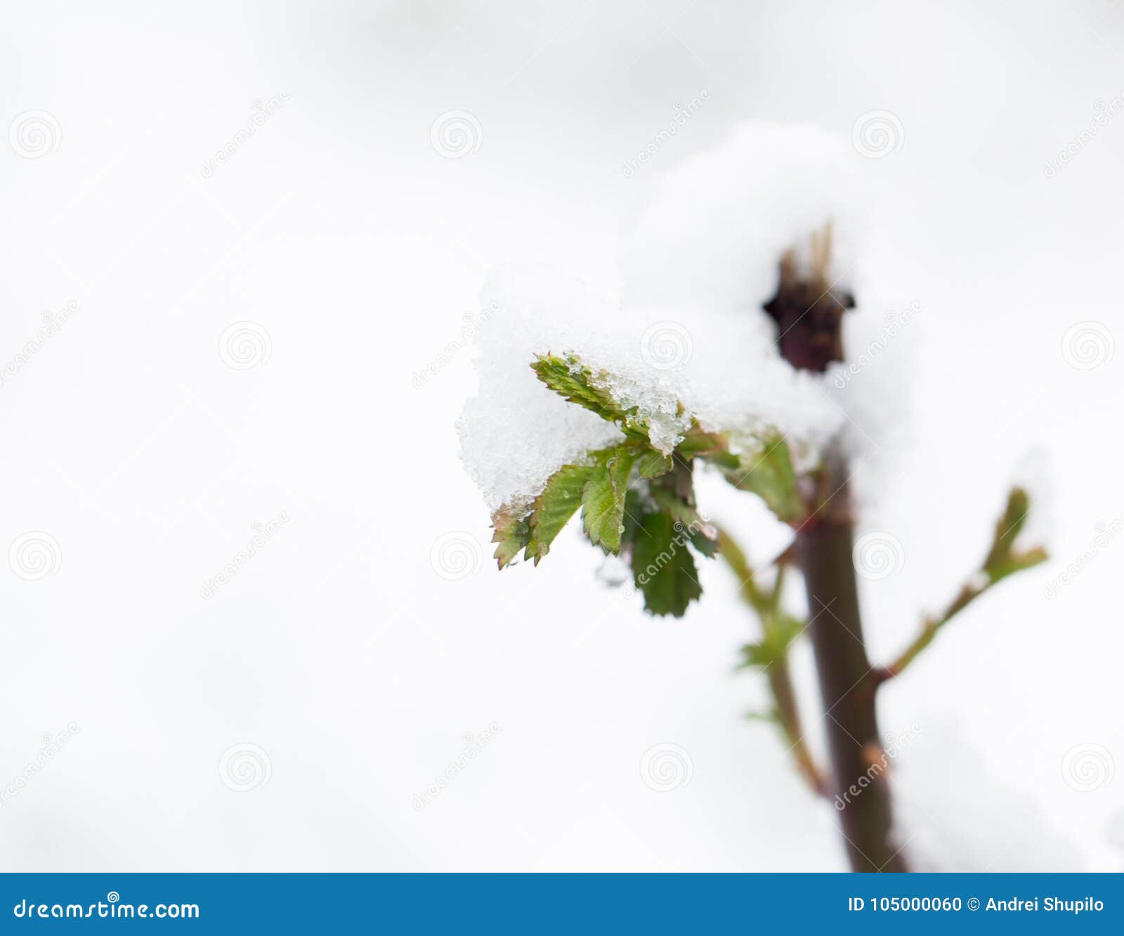 Snow on Tree Leaves in Spring Stock Photo - Image of texture, thaw ...