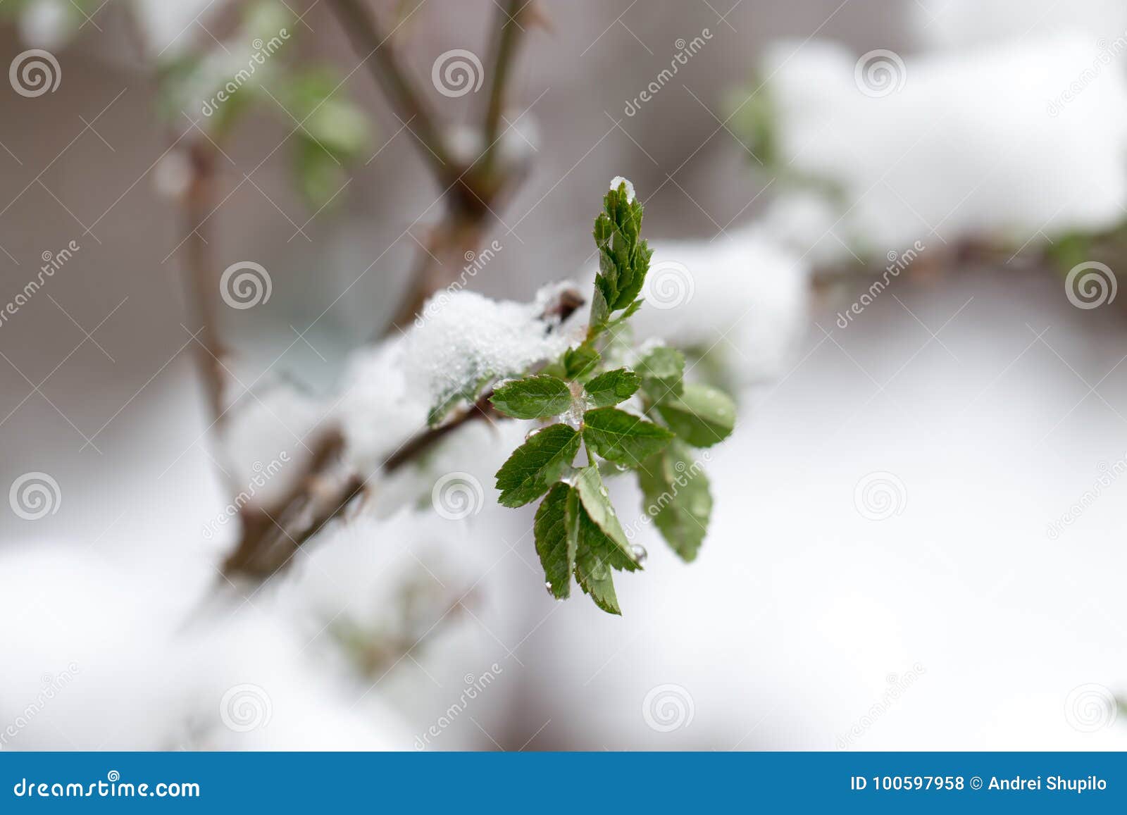 Snow on Tree Leaves in Spring Stock Photo - Image of flora, branch ...