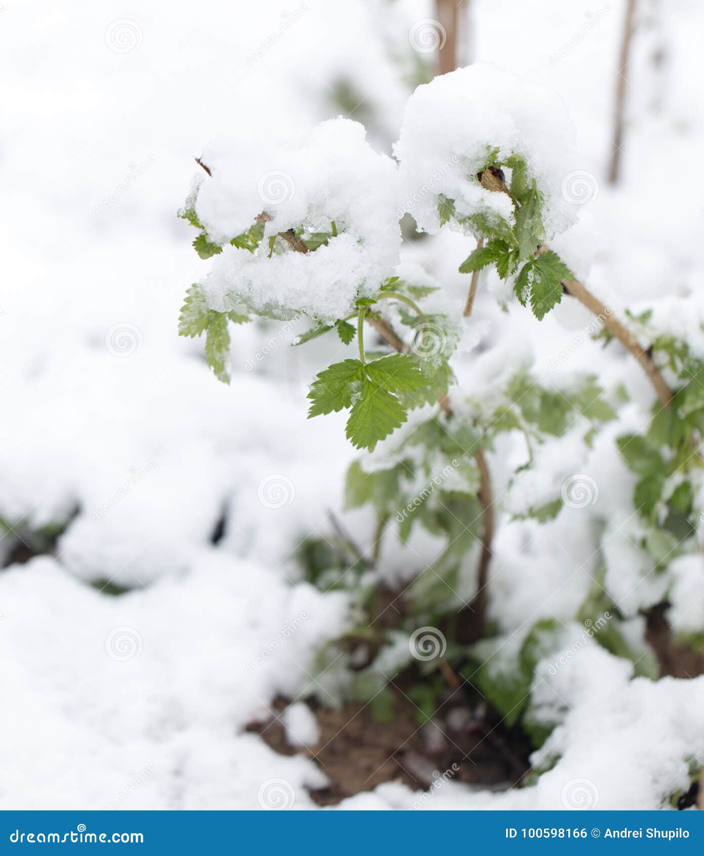 Snow on Tree Leaves in Spring Stock Photo - Image of texture, freedom ...