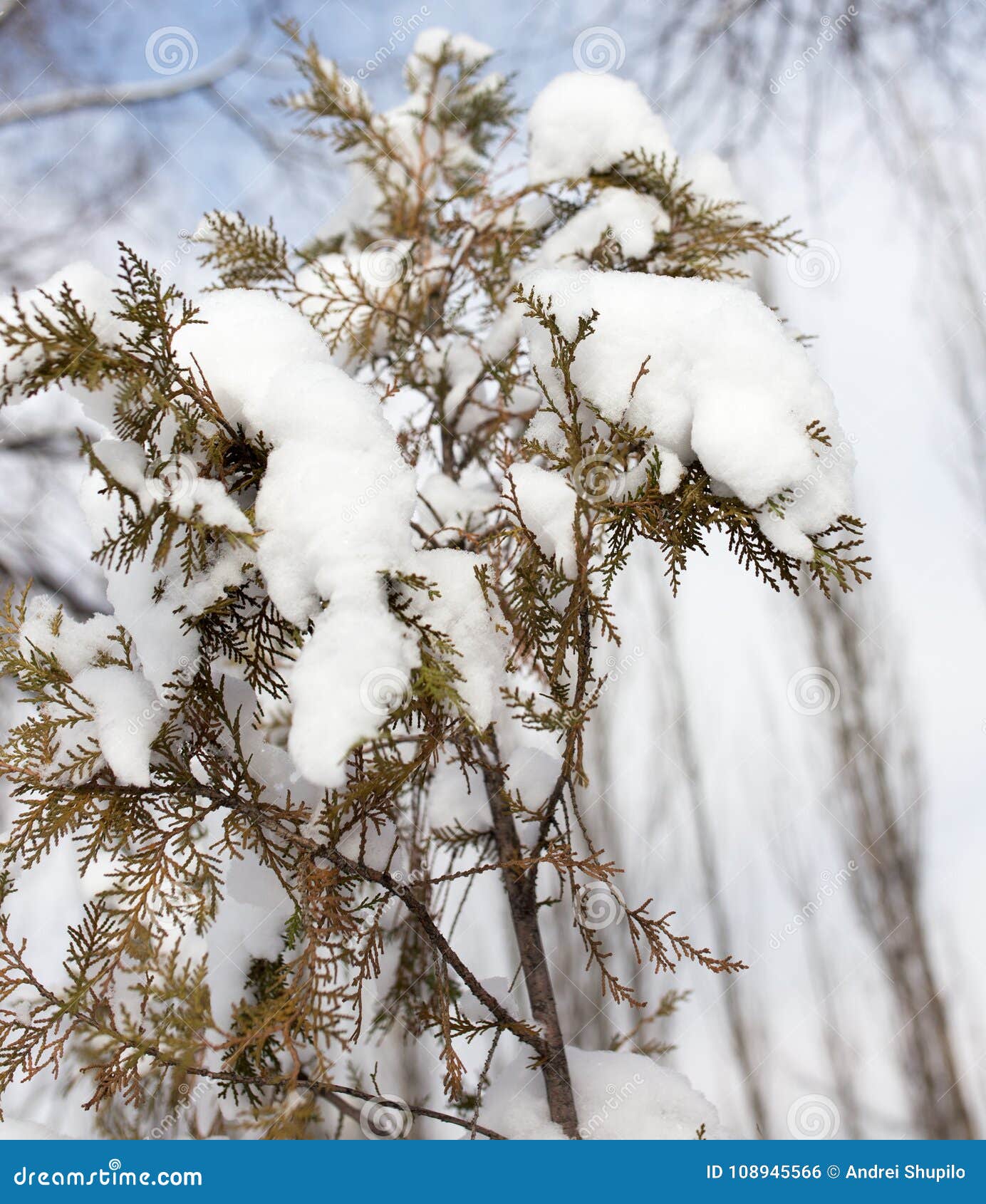 Snow on the tree in nature stock photo. Image of covered - 108945566