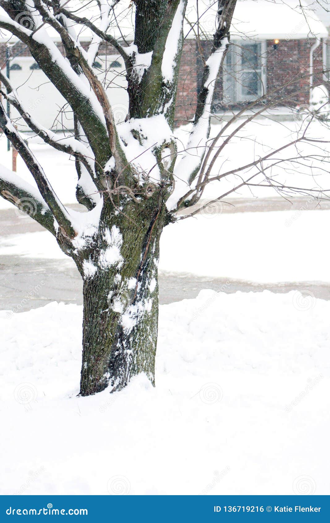 Snow on tree stock photo. Image of snowfall, bright - 136719216