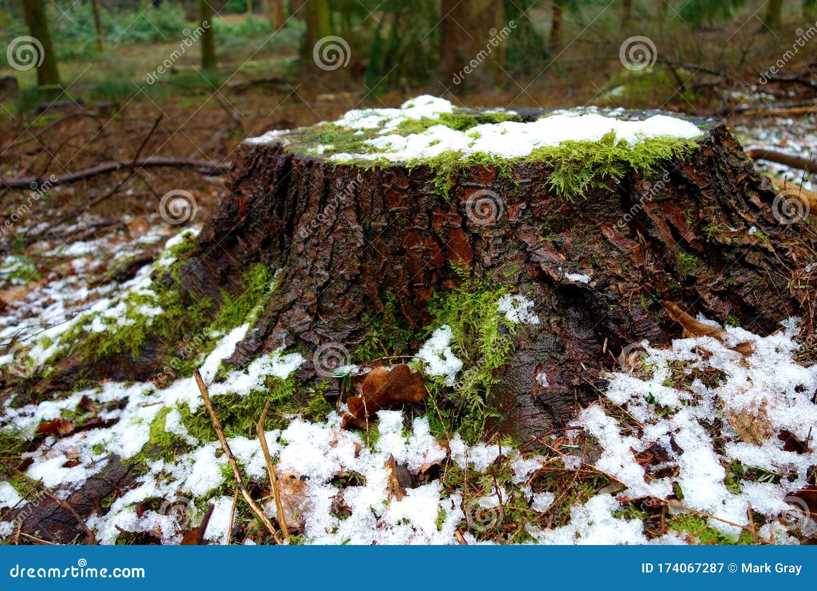 Snow on a Tree Stump stock image. Image of winter, woodland - 174067287