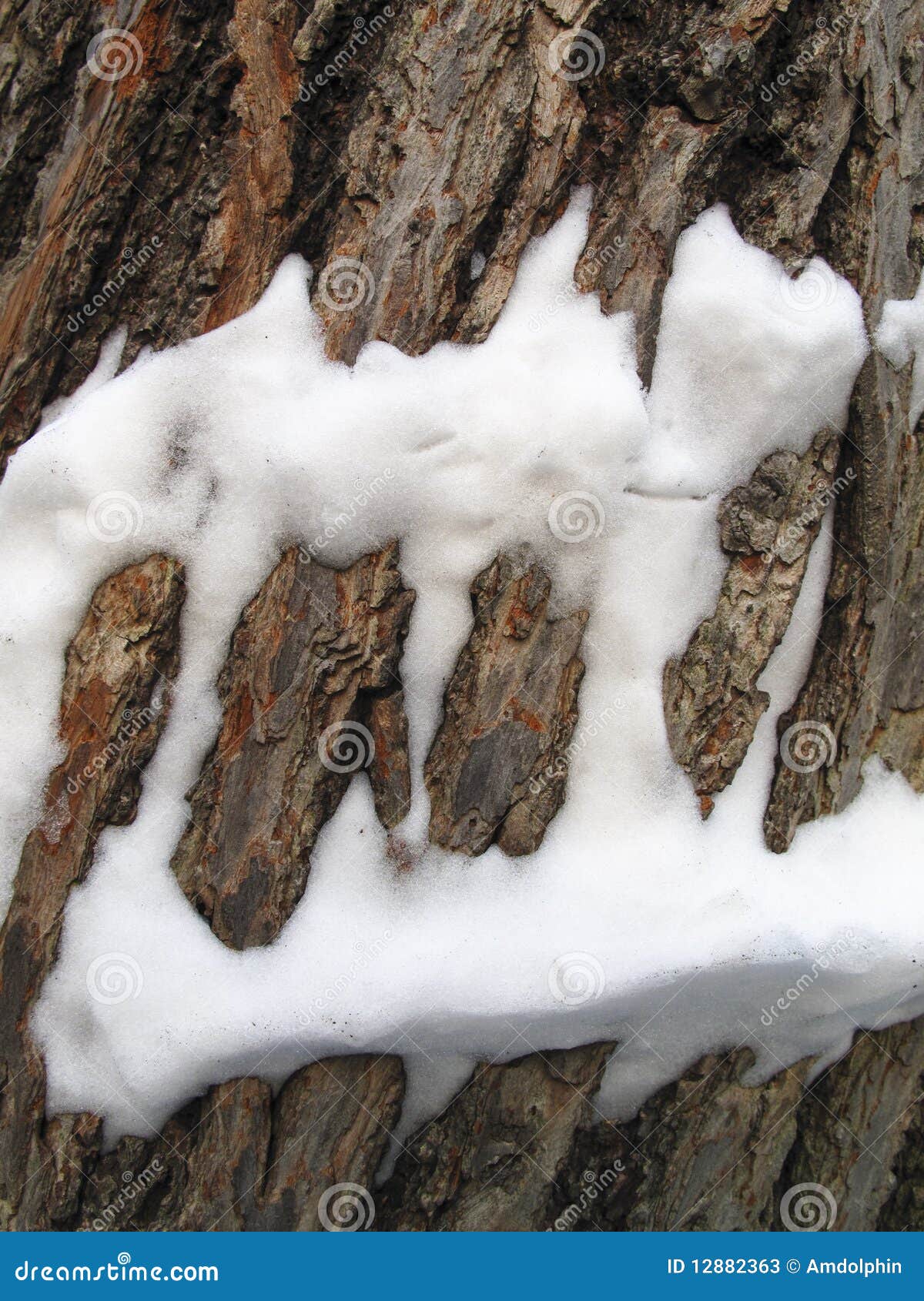 Snow on a tree trunk stock image. Image of organic, chilly - 12882363