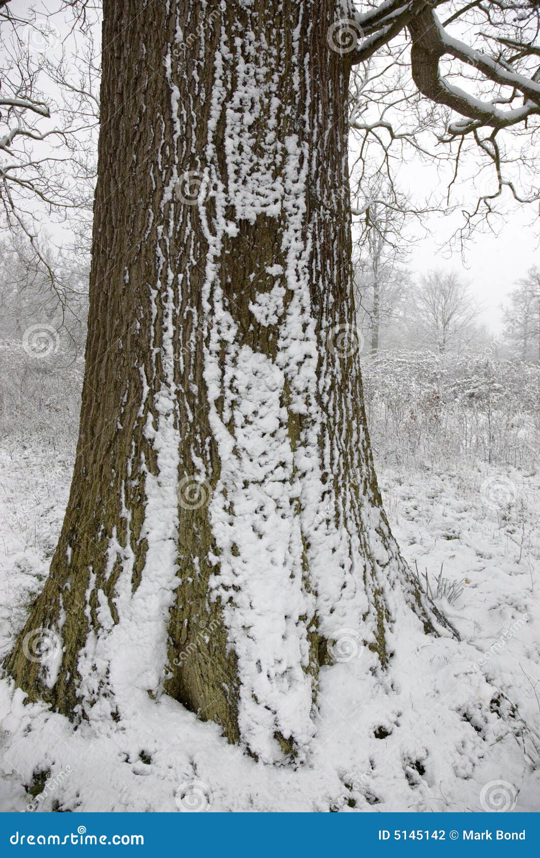 Trunk Of A Tree With Bulges Stock Image | CartoonDealer.com #47696041