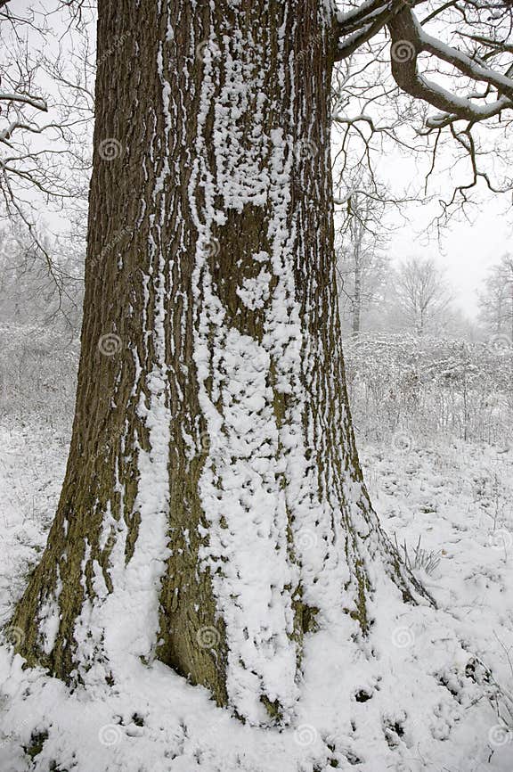 Snow on a tree trunk stock photo. Image of winter, frozen - 5145142