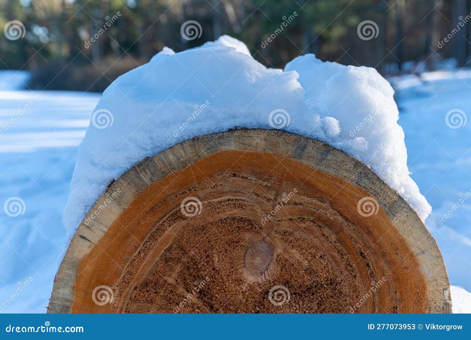 Snow on a Tree Trunk in the Forest Stock Image - Image of trunk ...