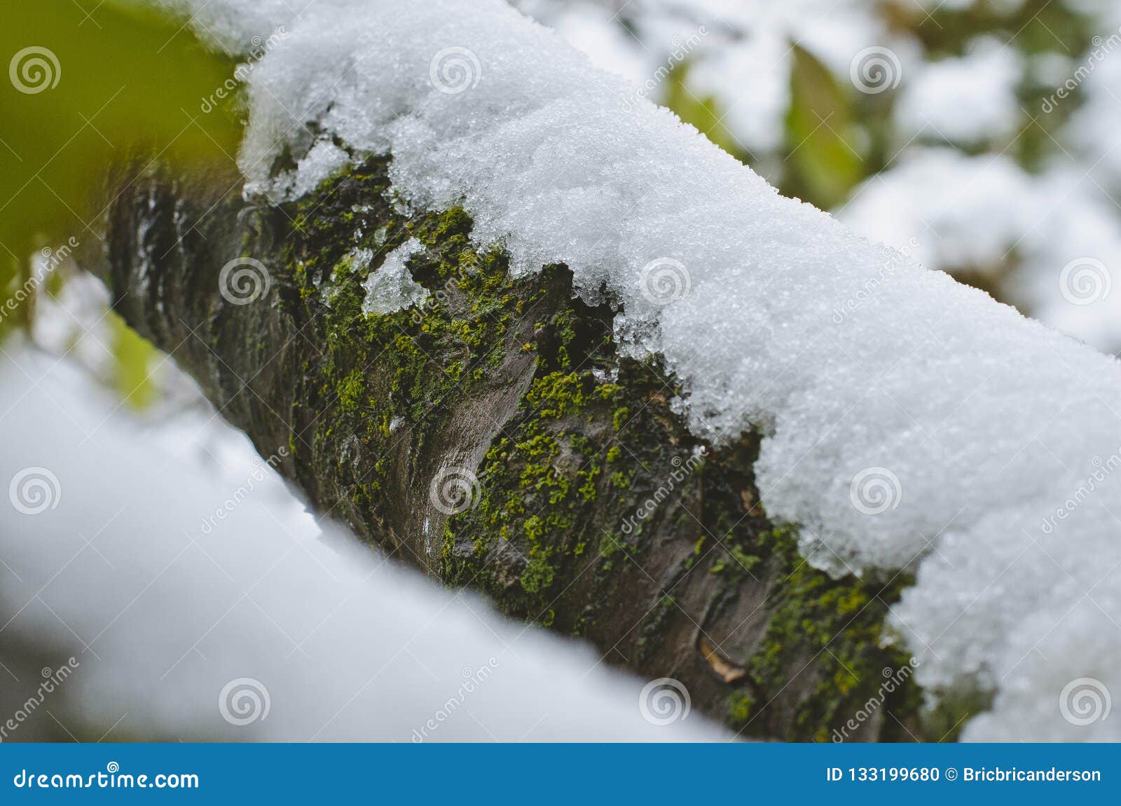 Snow on the Tree Trunks in the Woods Stock Photo - Image of cold, cone ...